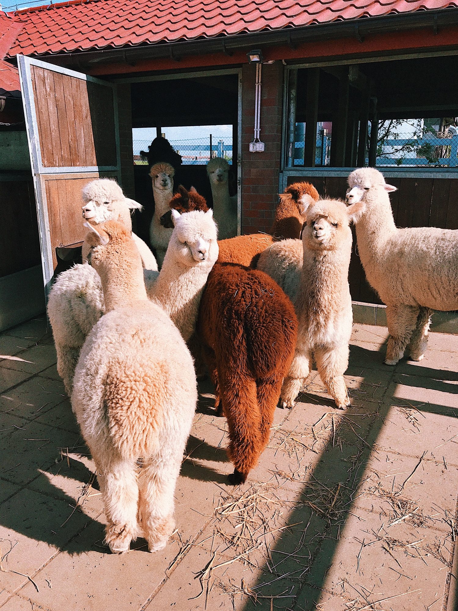 Cotswold Alpacas | Short Let Space